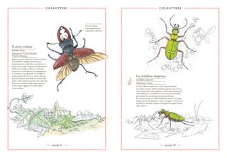 Inventario illustrato degli insetti | PDF