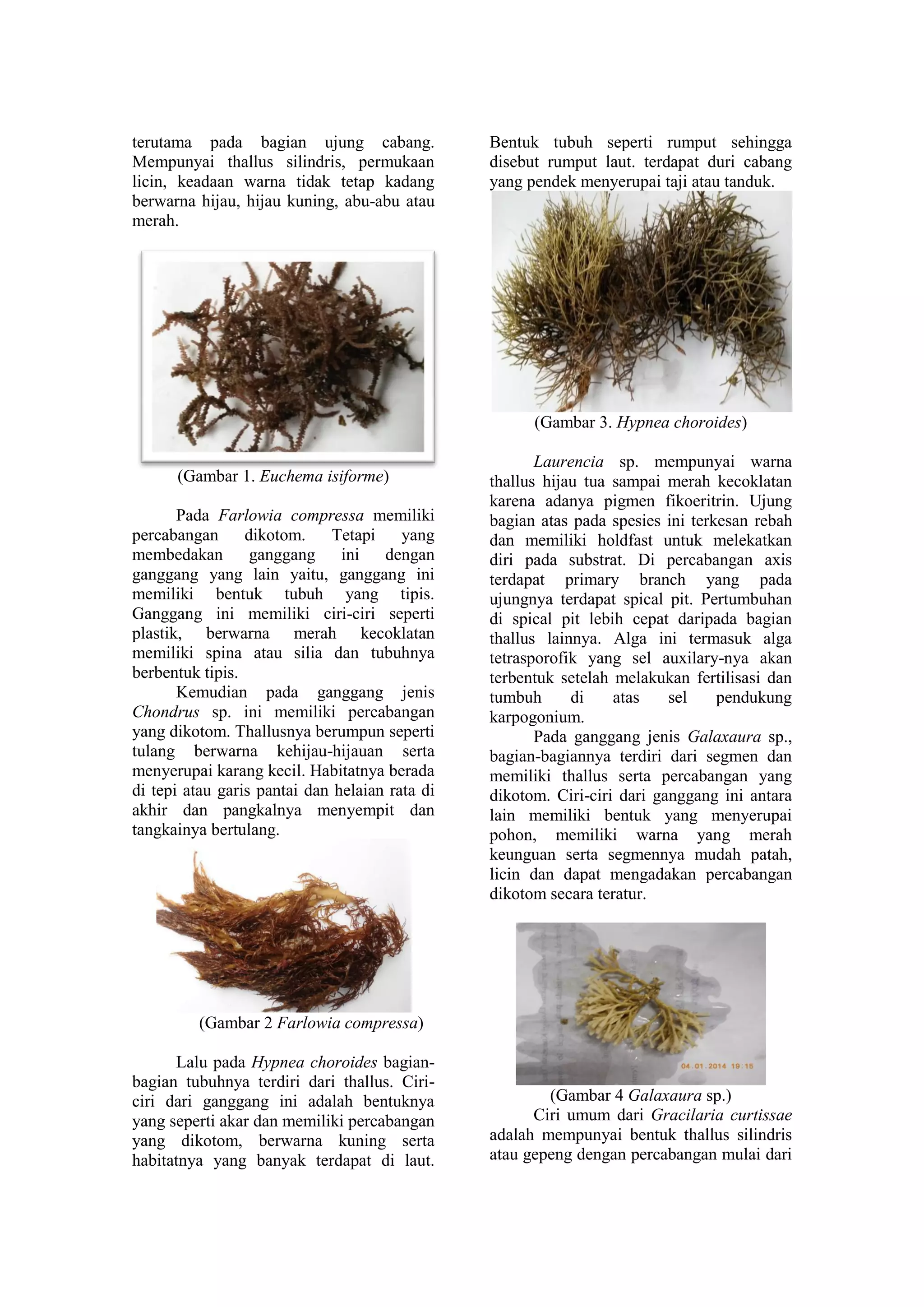 Inventarisasi dan identifikasi makroalga di teluk lombok | PDF
