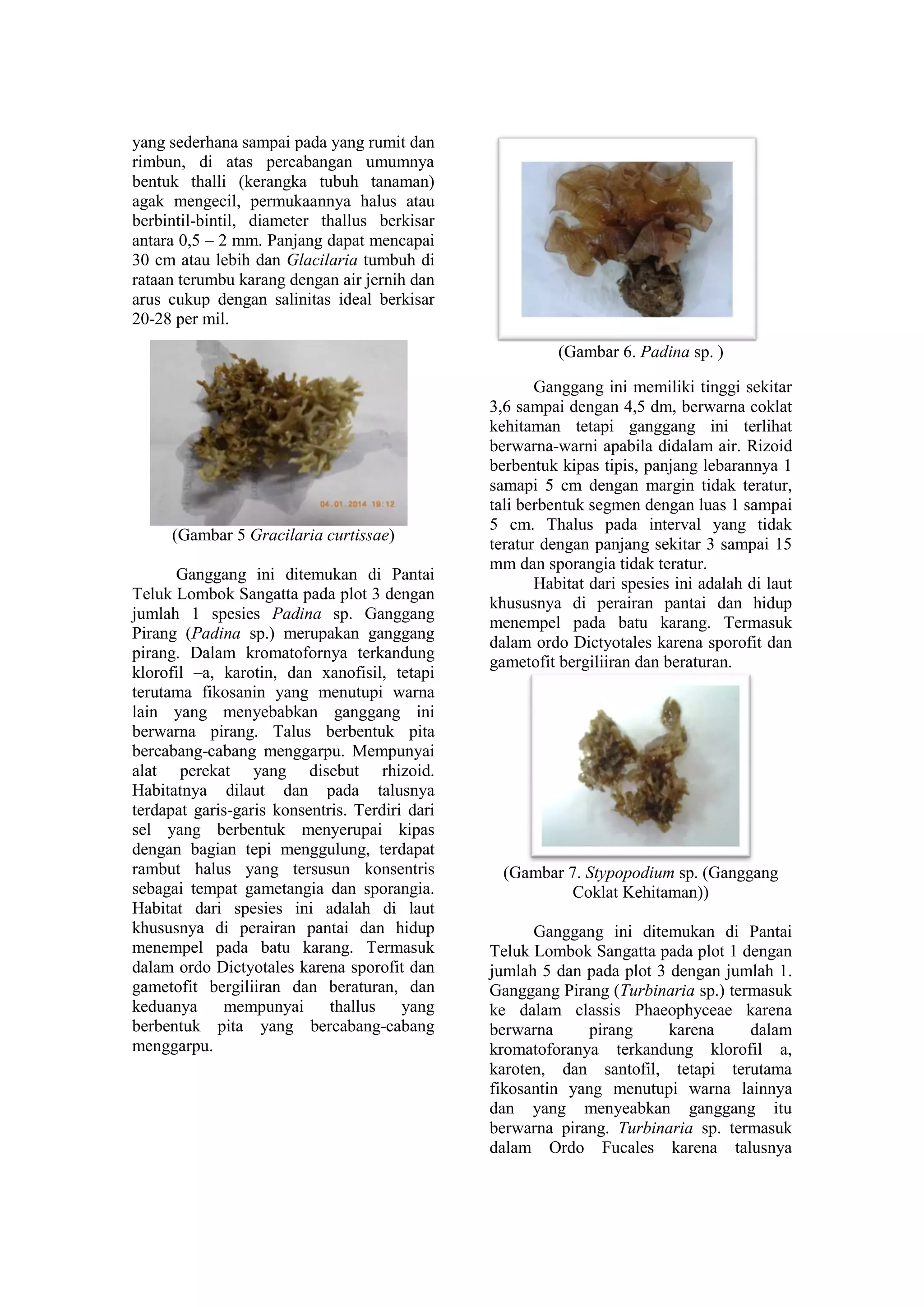 Inventarisasi dan identifikasi makroalga di teluk lombok | PDF