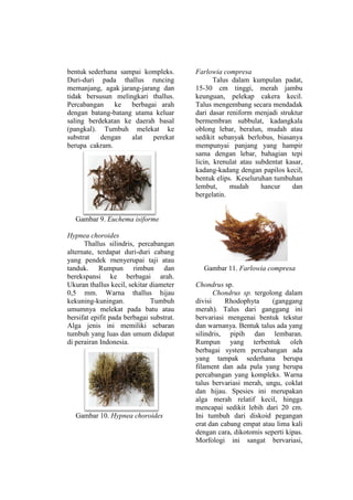 Inventarisasi divisi phaeophyta dan rhodophyta di pantai teluk lombok ...