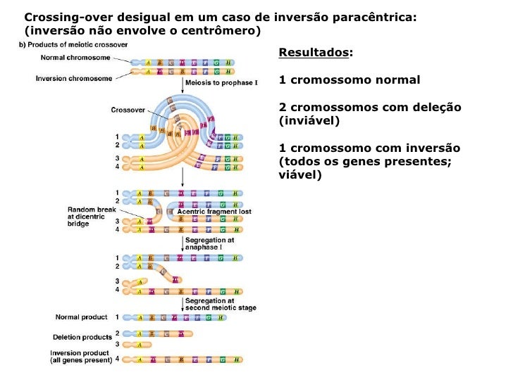 Inversões cromossômicas
