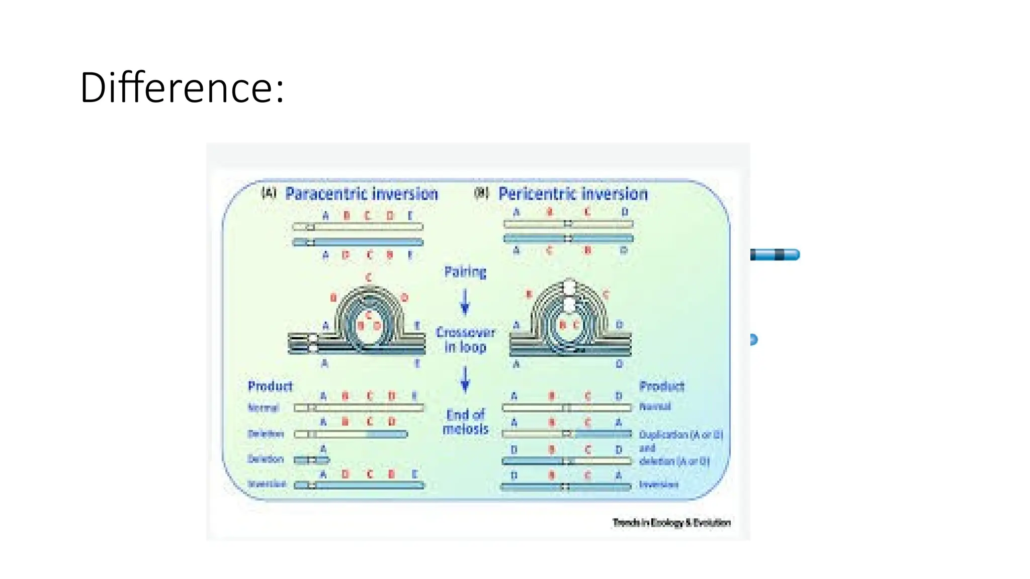 Inversion.pptx and its types and iysmain role in evolutionary studies ...