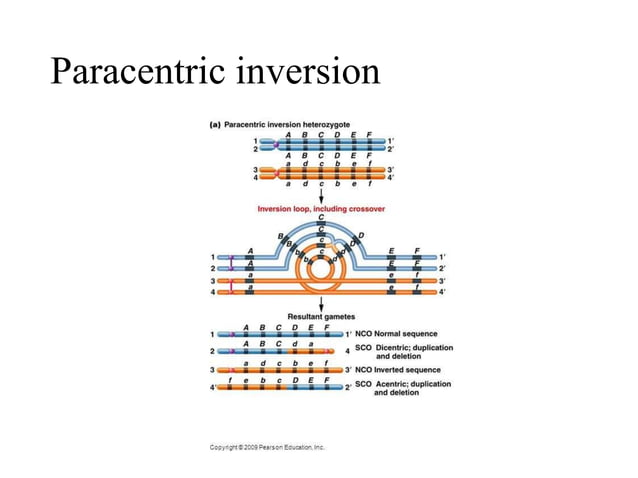 Inversions | PPTX