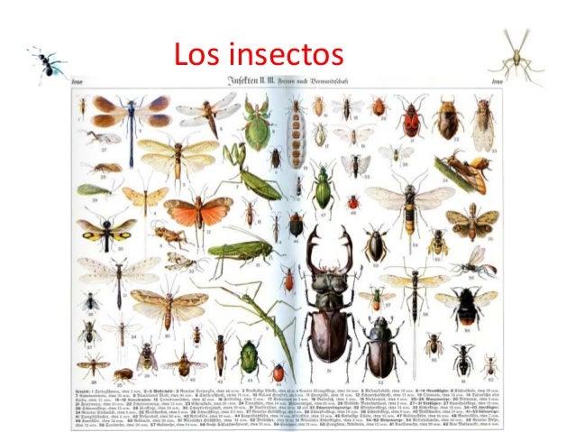 Imagenes de insectos y sus nombres en español - Imagui