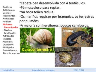 Animais Invertebrados | PPT