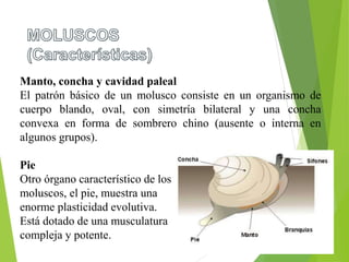 Invertebrados | PPT