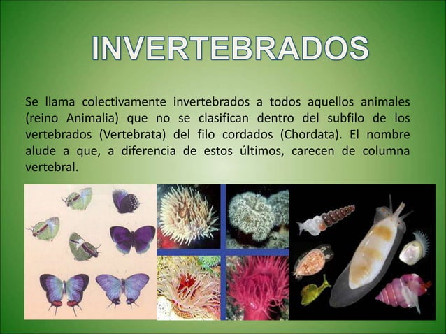 lo animales invertebrados son aquellos que no poseen huesos | PPT