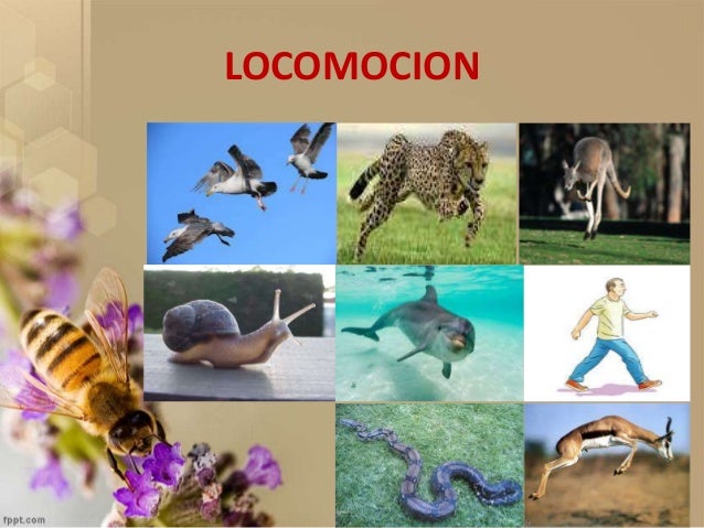 Invertebrados vertebrados