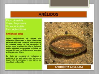 Invertebrados andaluces que debes conocer | PPTX