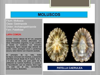 INVERTEBRADOS ANDALUCES QUE DEBES CONOCER.pptx