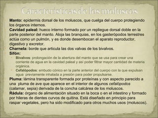 Invertebrados Glosario | PPT