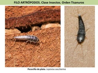 Invertebrados ii | PPTX