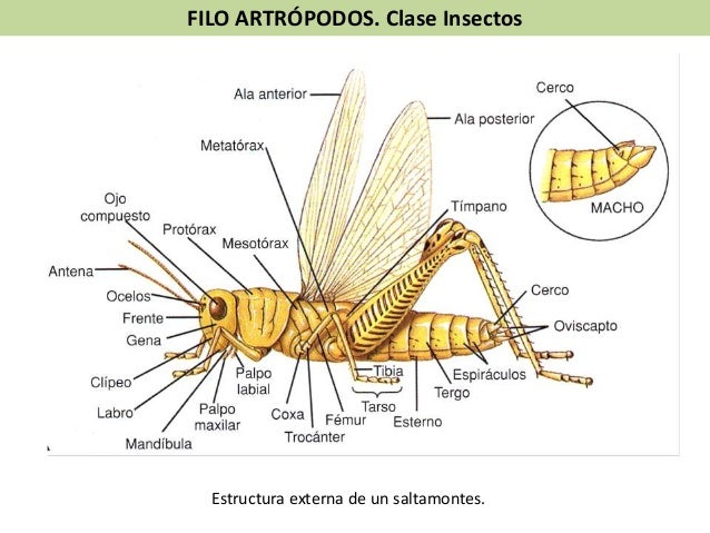 Invertebrados ii
