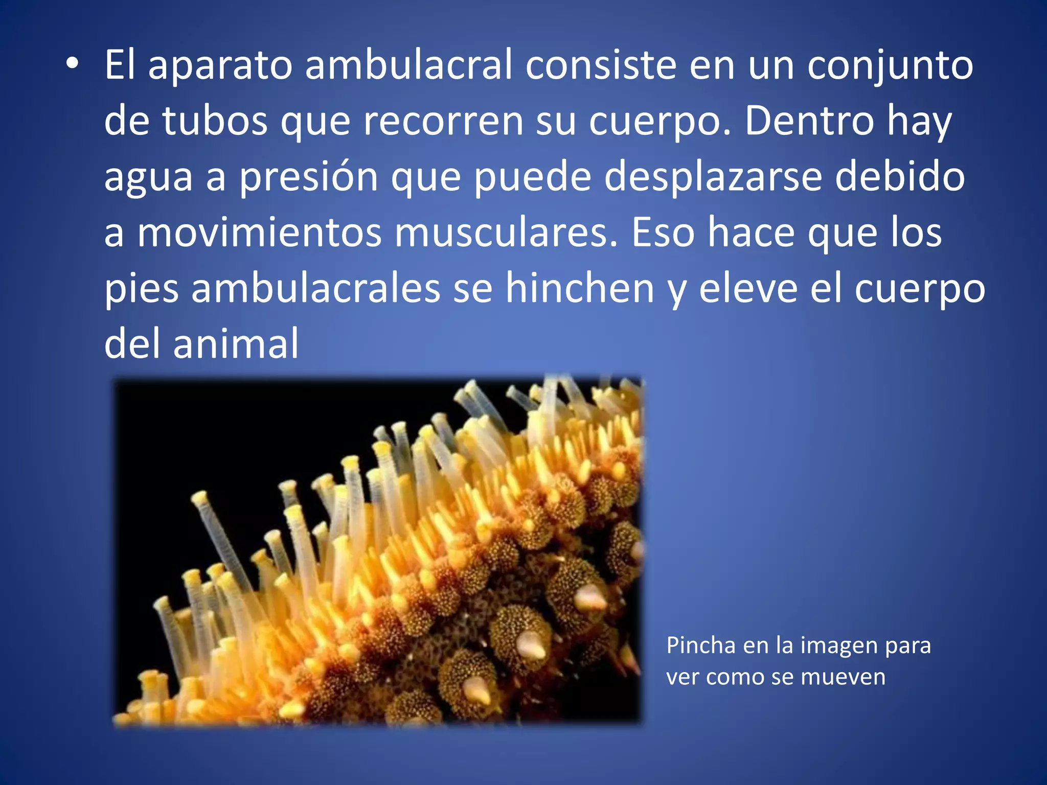 Invertebrados (IV) equinodermos | PPTX