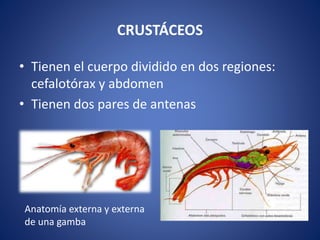 Invertebrados (V) artropodos | PPT