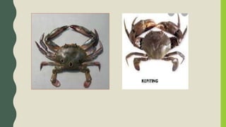 materi Invertebrata | PPTX