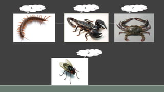 materi Invertebrata | PPTX