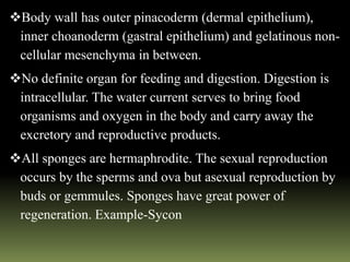 Invertebrata i ) | PPT