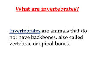 Invertebrate | PPT
