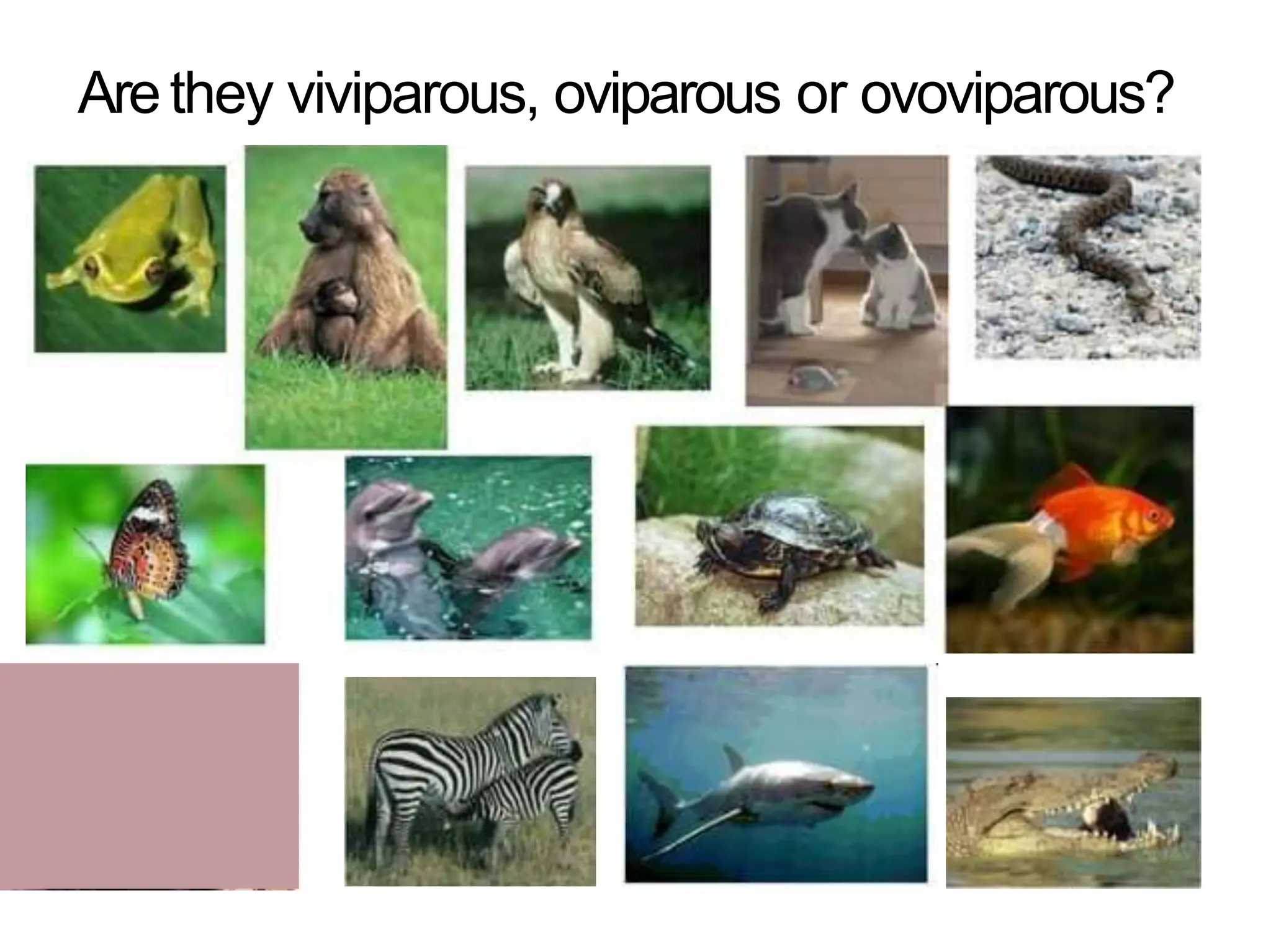 invertebrate-animals. And It's Classificationpptx | PPT
