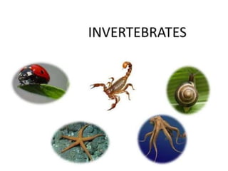 invertebrate-animals. And It's Classificationpptx | PPTX