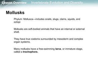 life history of invertebrate animals.ppt