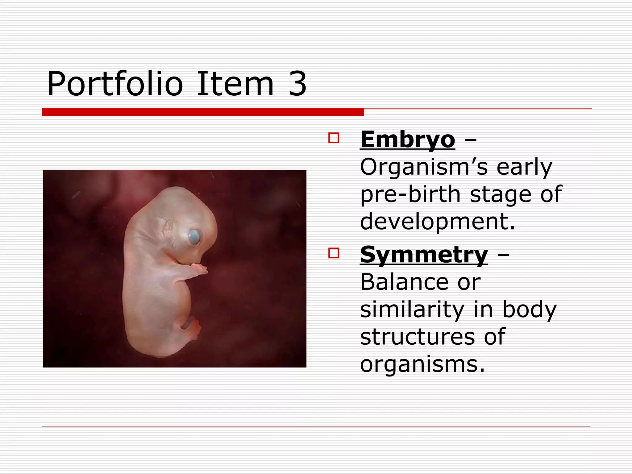 Invertebrate Portfolio | PPT