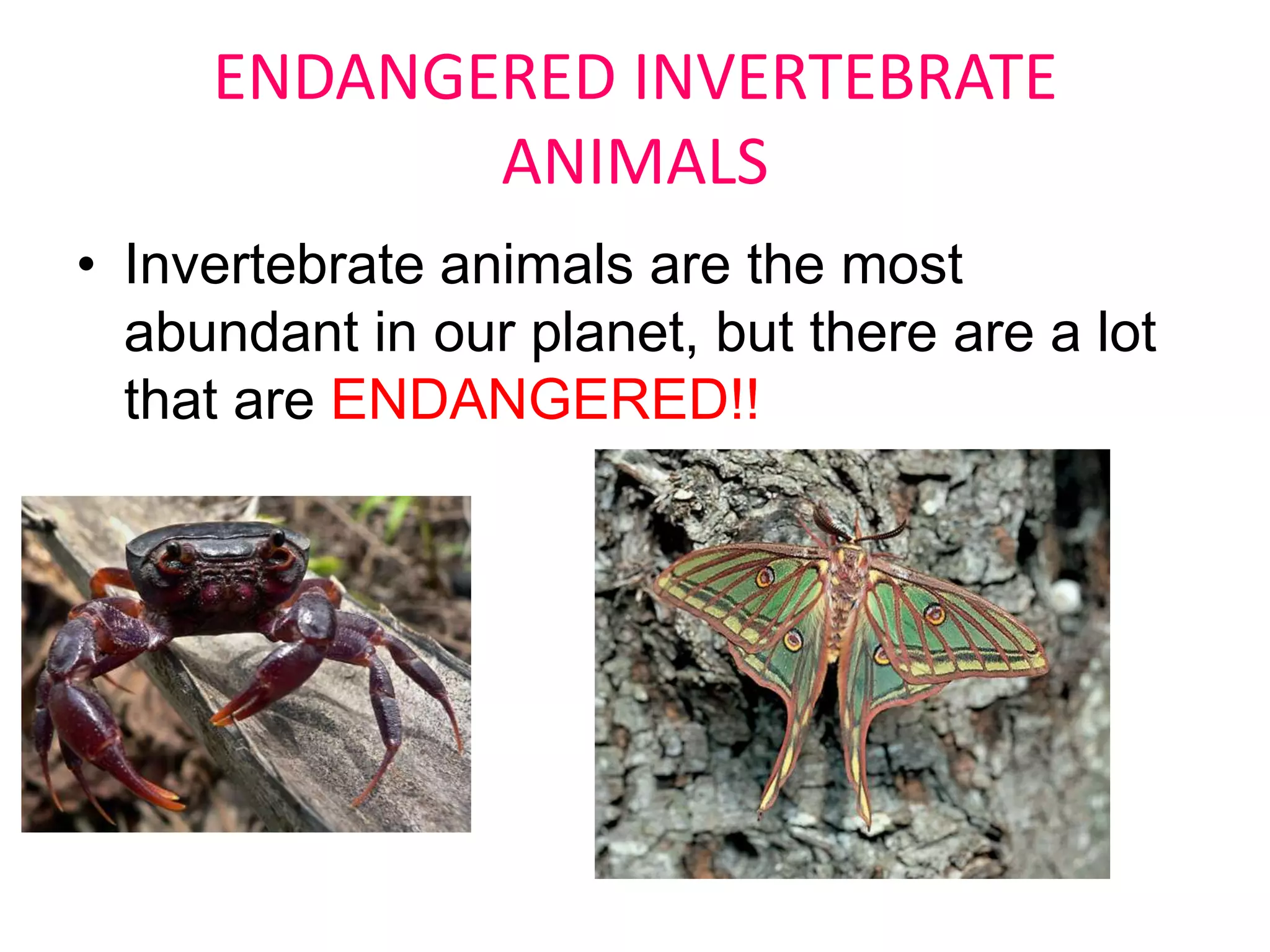 Invertebrate animals | PPTX