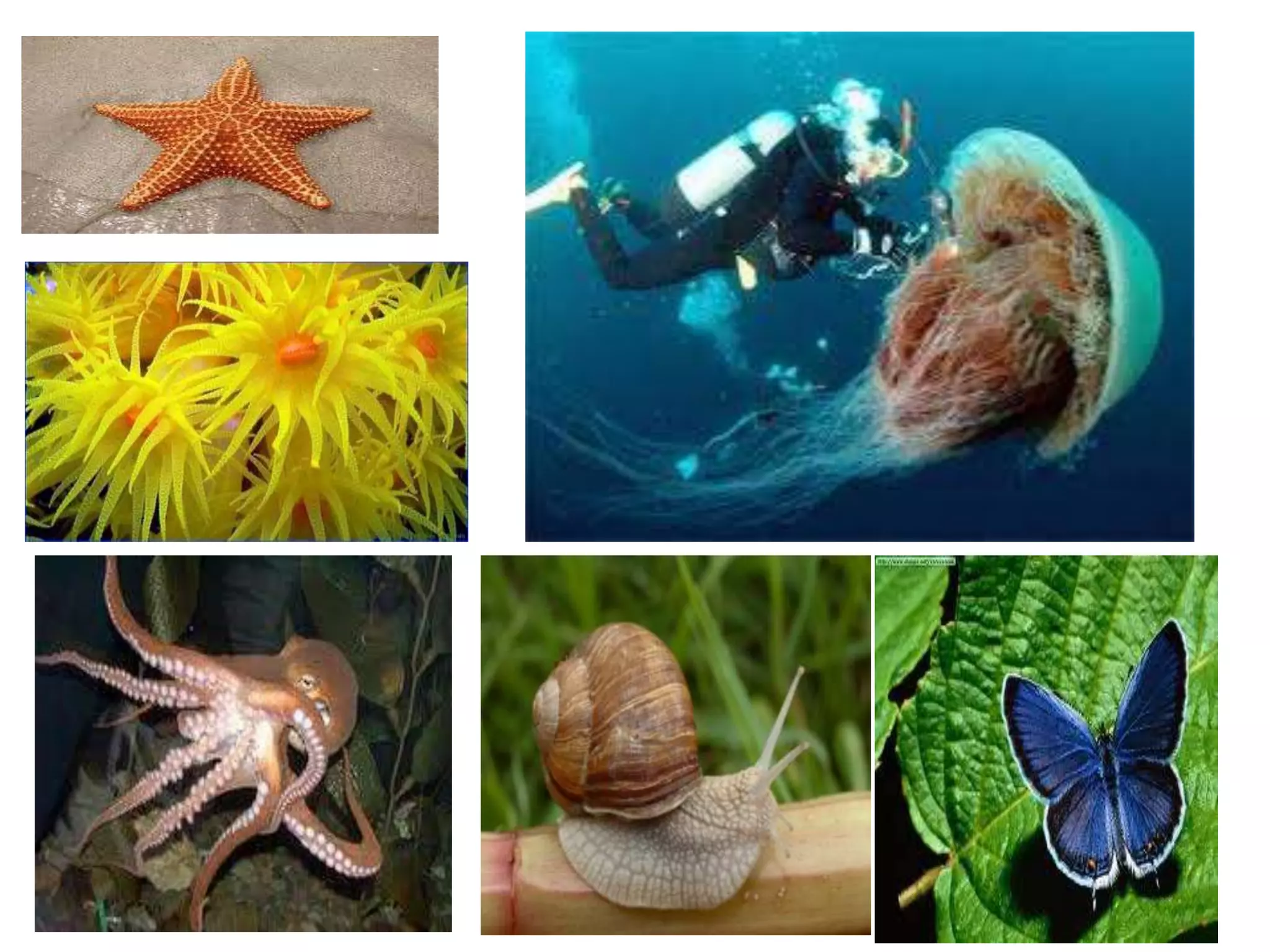 Invertebrate animals | PPTX