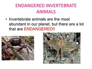 Invertebrate animals | PPTX