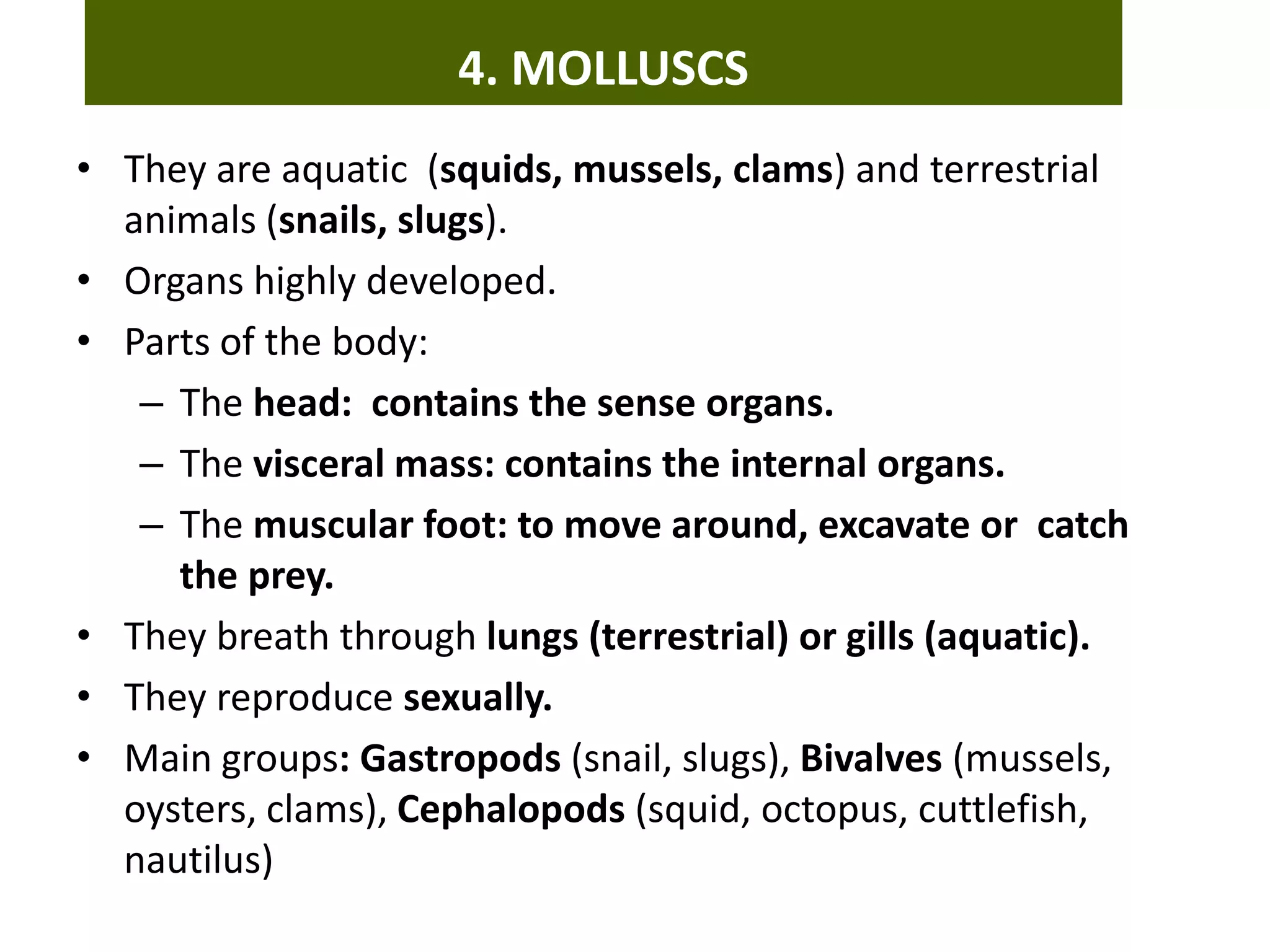 Invertebrate animals | PPT