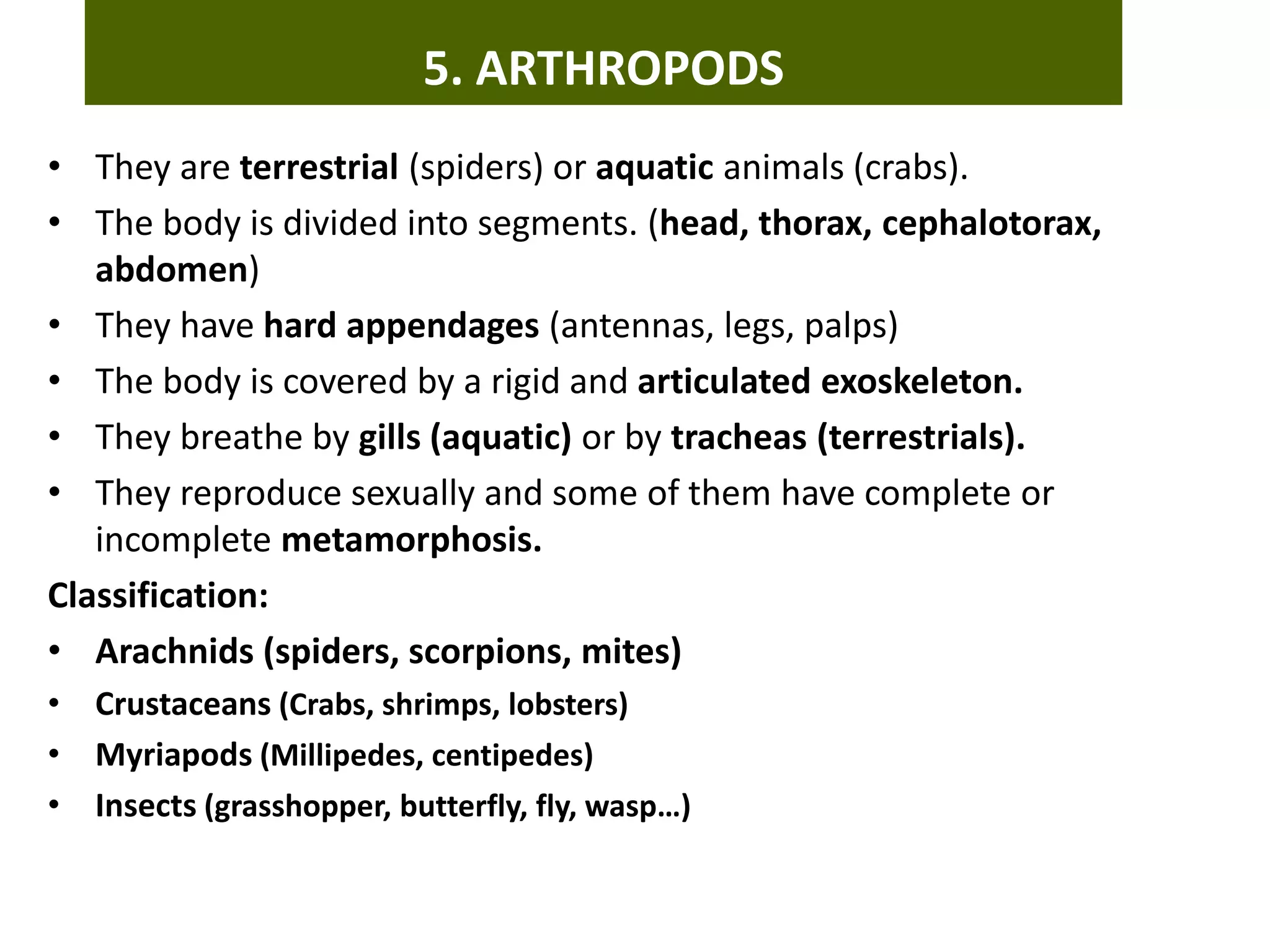 Invertebrate animals | PPT