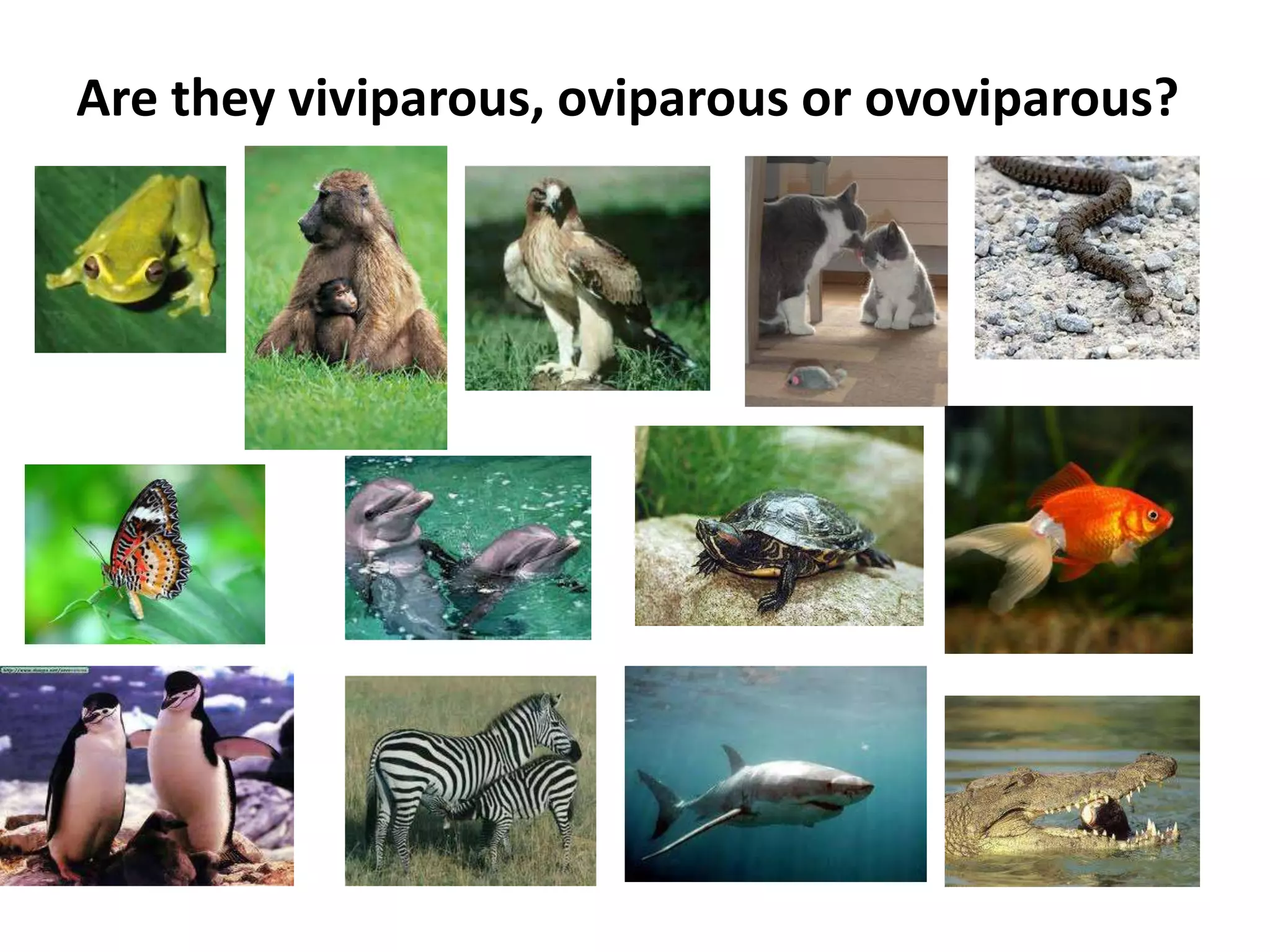 Invertebrate animals | PPT