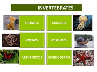 Invertebrates Animals Names