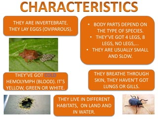 Invertebrate animals 2 | PPTX