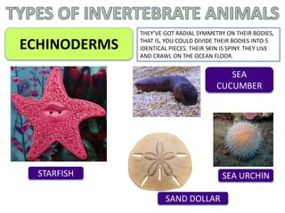 Invertebrate animals disney | PPTX