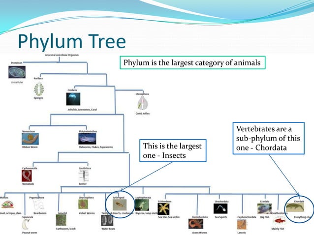 Invertebrate appreciation | PPTX | Biological Sciences | Science