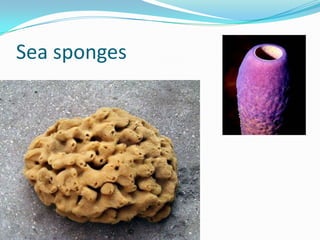 Invertebrate appreciation | PPTX