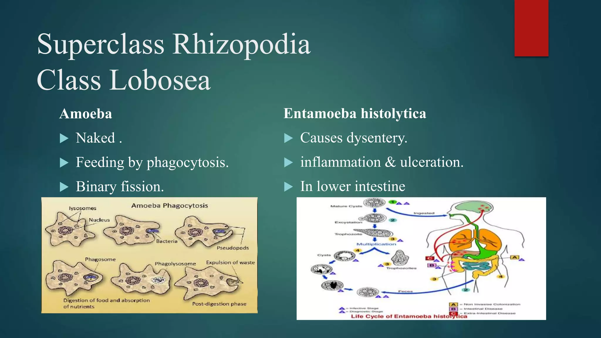 Invertebrate diversity Phylums | PPTX