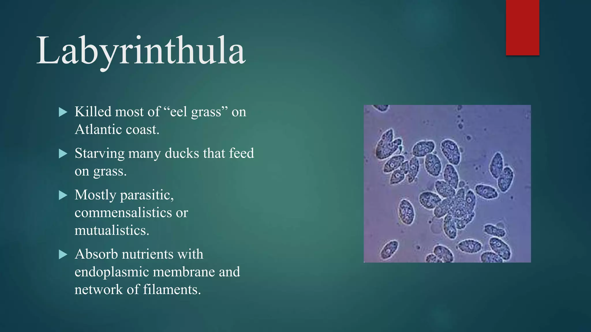 Invertebrate diversity Phylums | PPTX