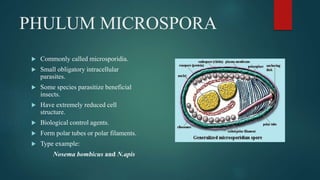 Invertebrate diversity Phylums | PPTX