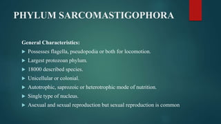 Invertebrate diversity Phylums | PPTX