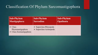 Invertebrate diversity Phylums | PPTX