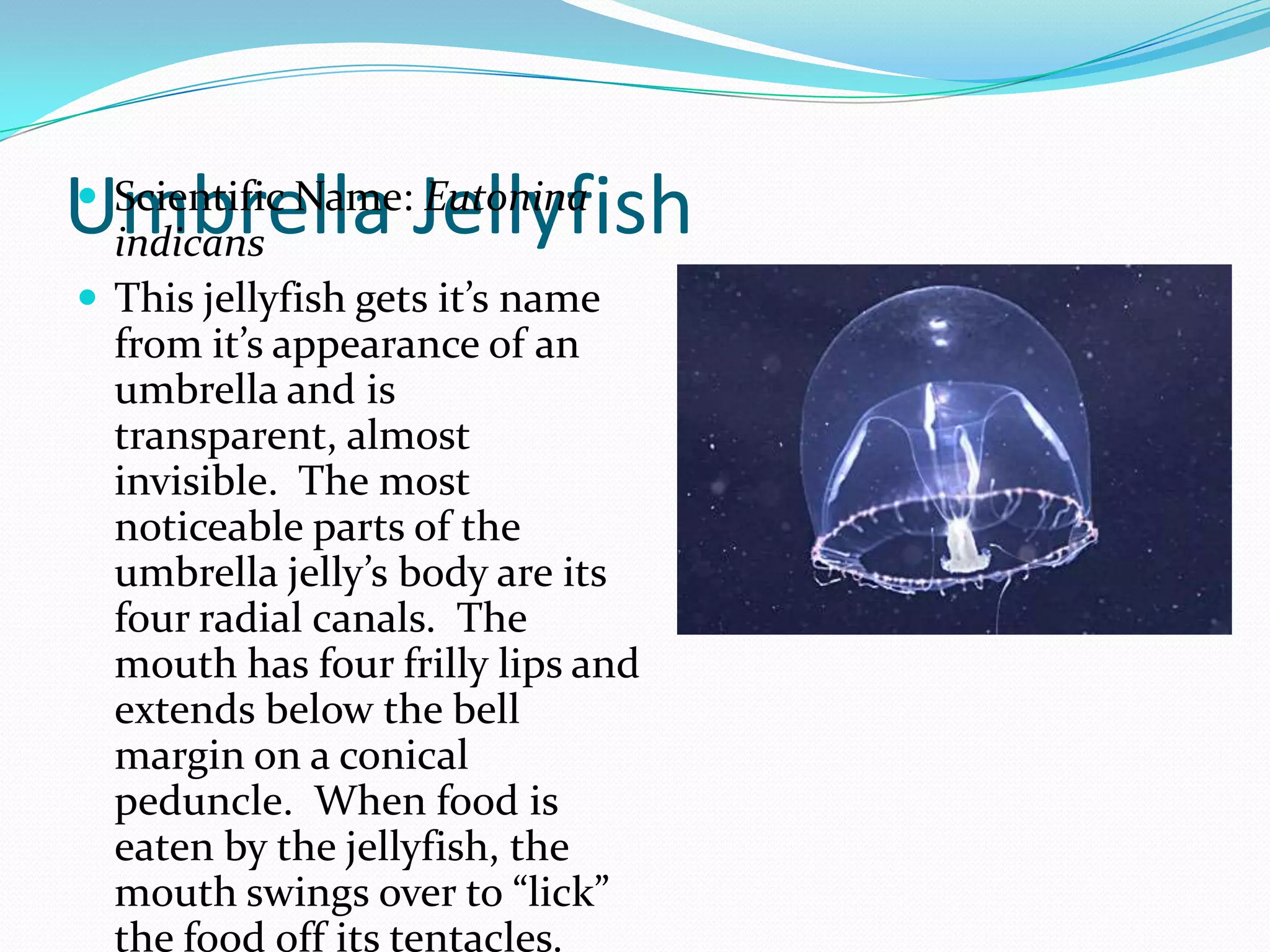 Invertebrate examples | PPTX