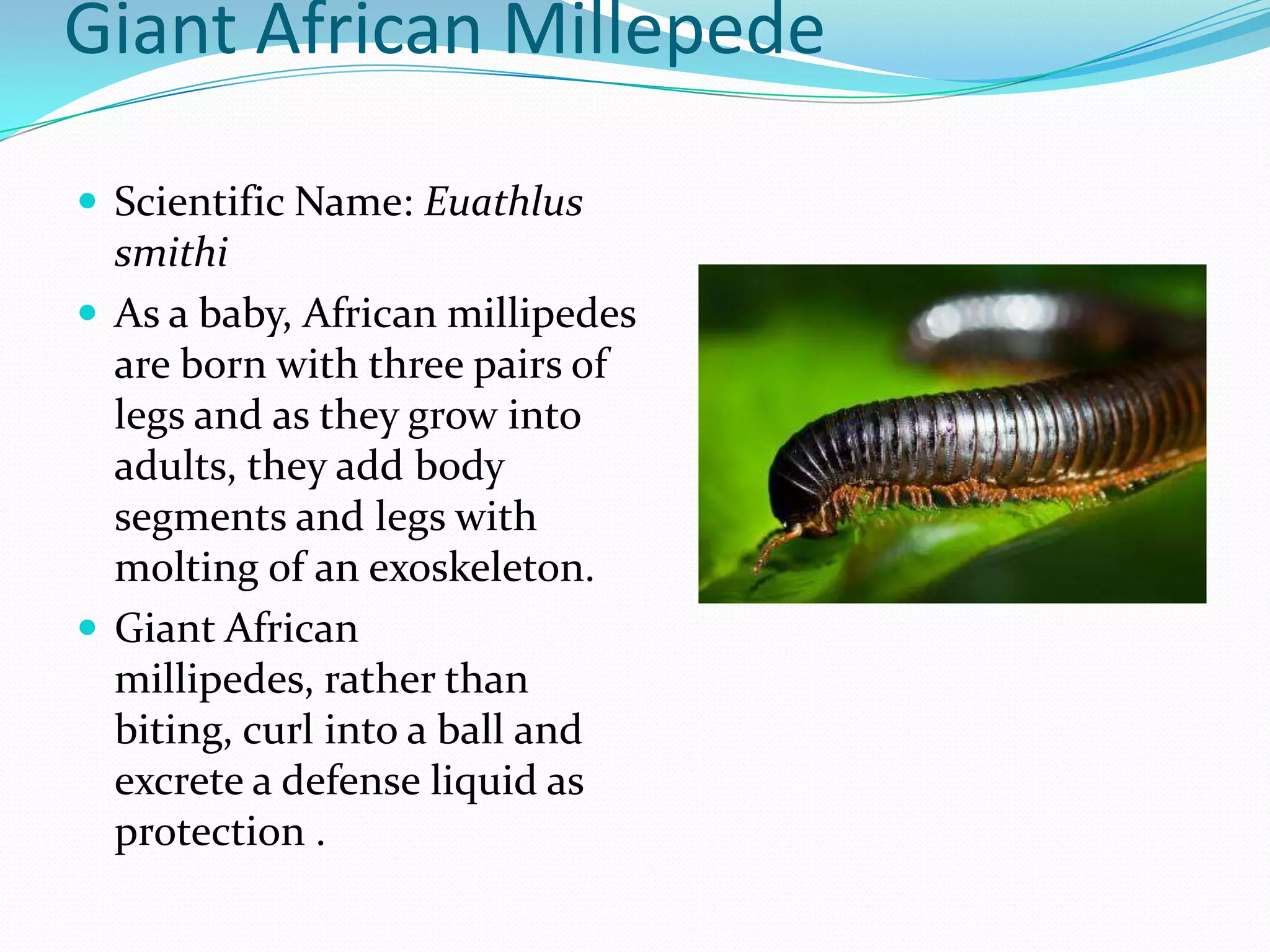 Invertebrate examples | PPTX