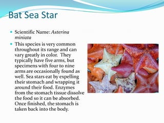 Invertebrate examples | PPTX