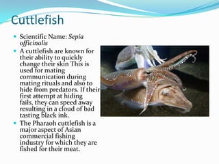 Invertebrate examples | PPTX