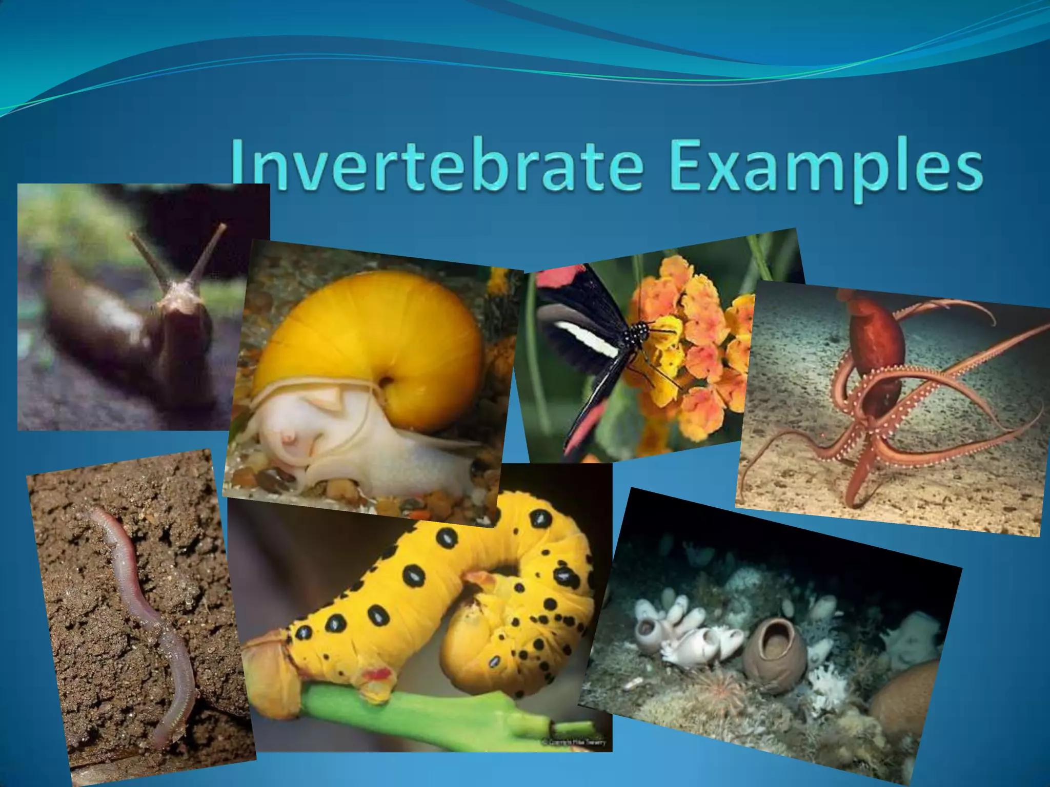Invertebrate examples | PPT