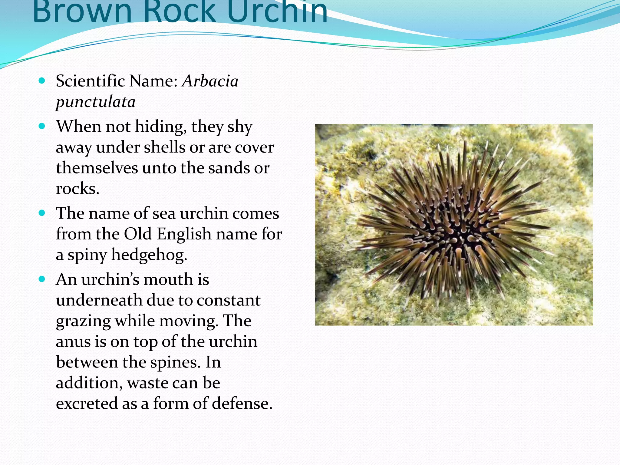 Invertebrate examples | PPTX