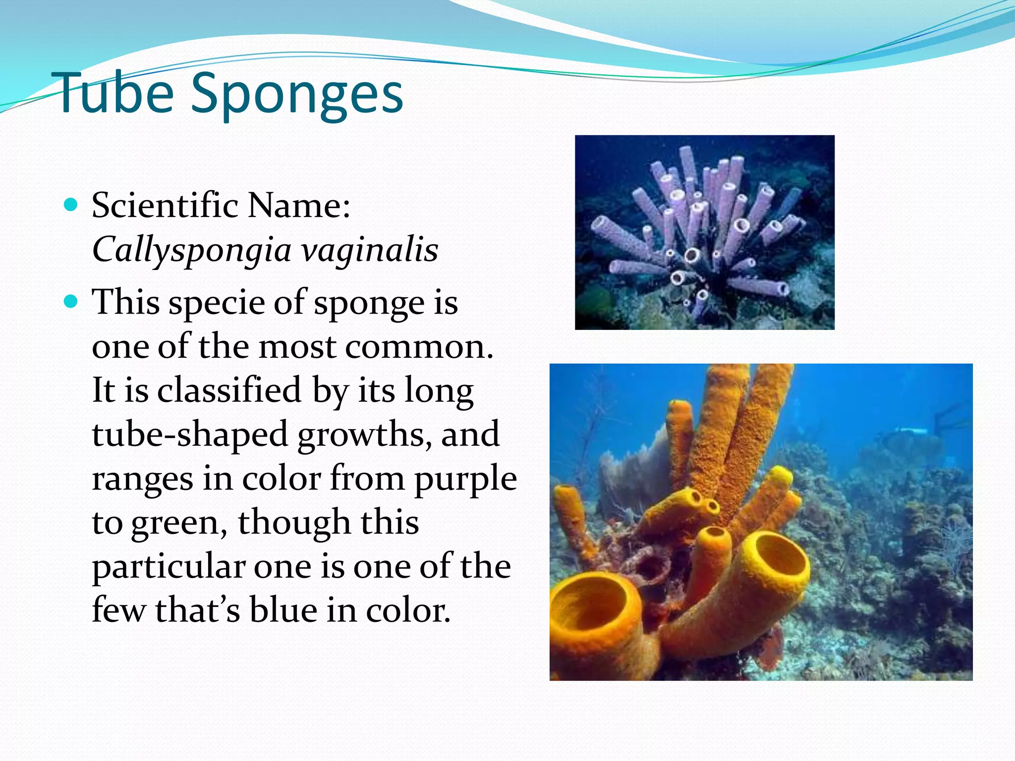 Invertebrate examples | PPTX